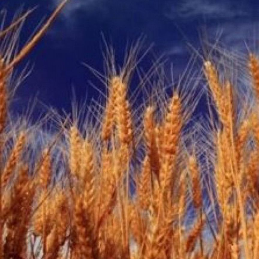 Зерно, Пшеница