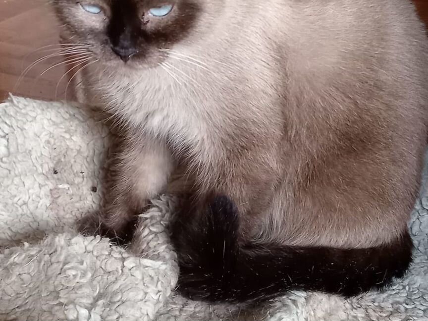 Кошка