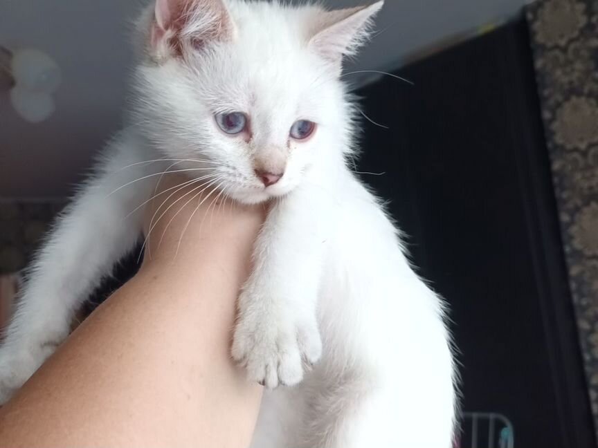 Шотландский котёнок голубоглазый