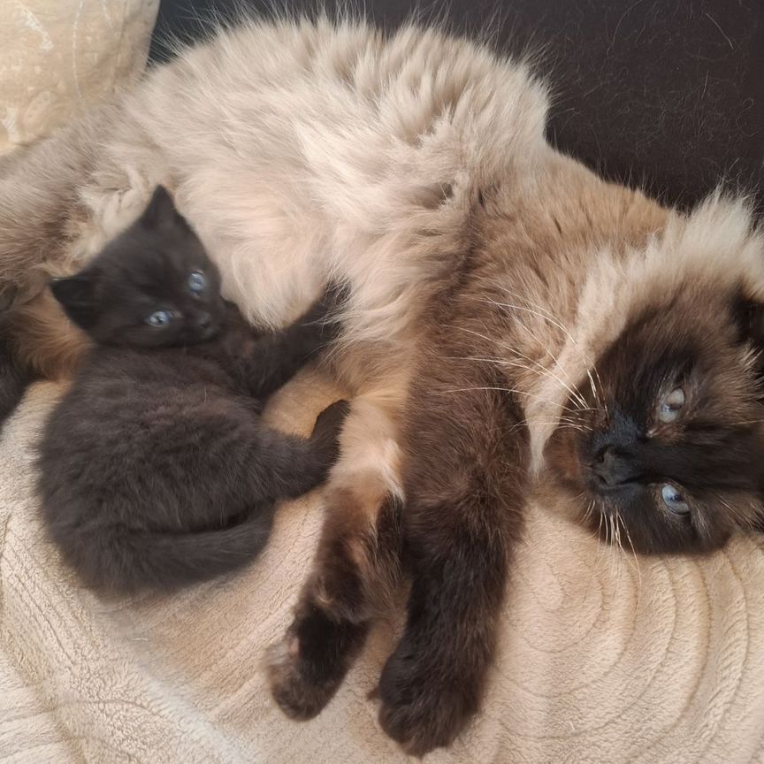 Домашние животные котята бесплатно