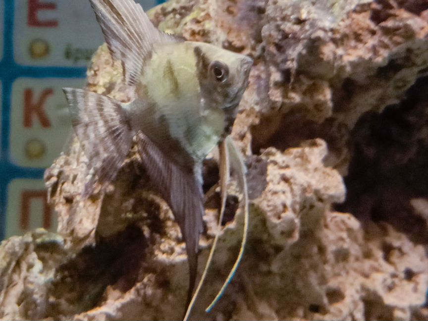 Аквариумные рыбки