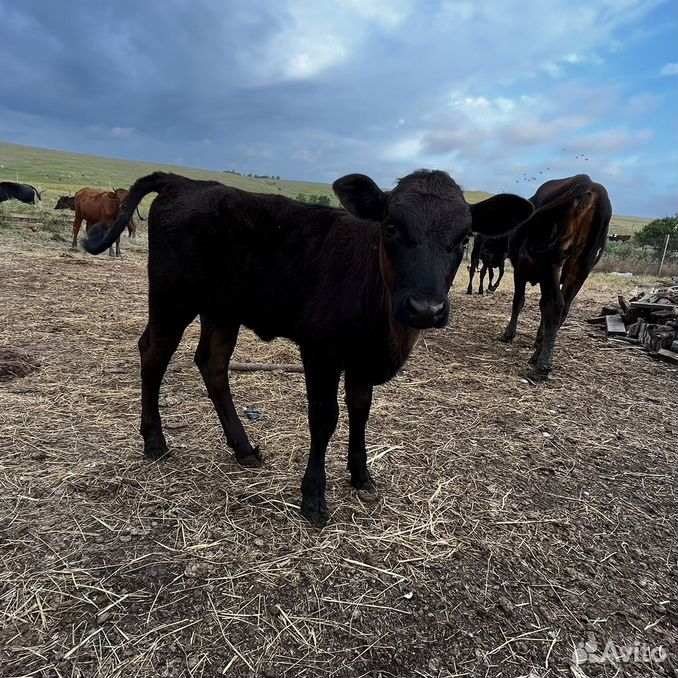 Телки стельные