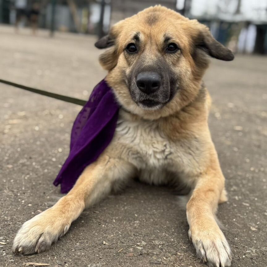 Взрослая собака в добрые руки