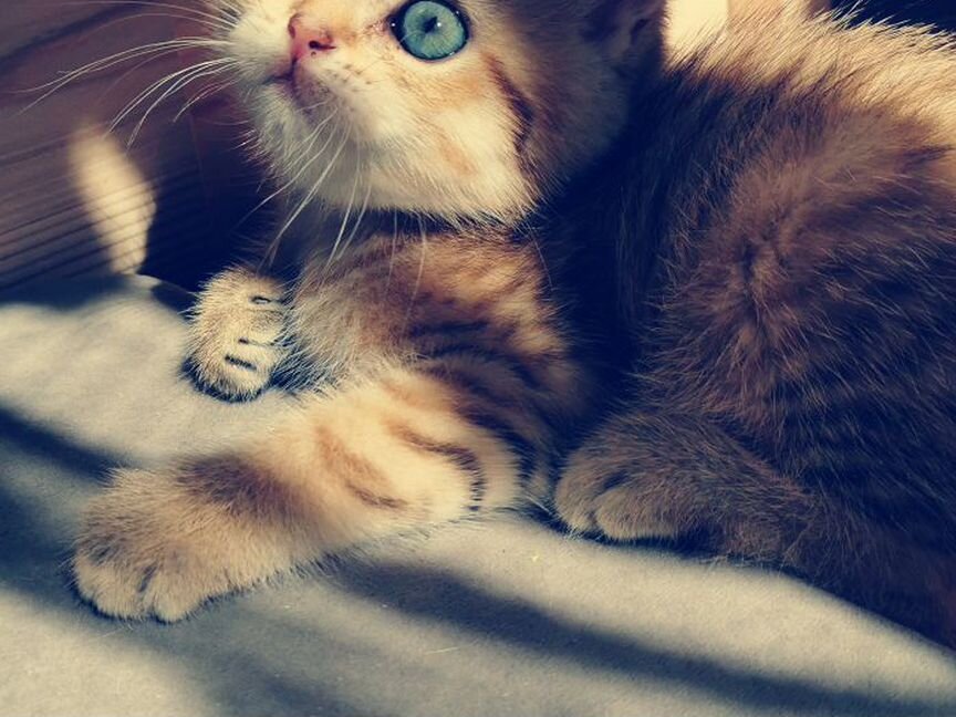Британские золотые котята