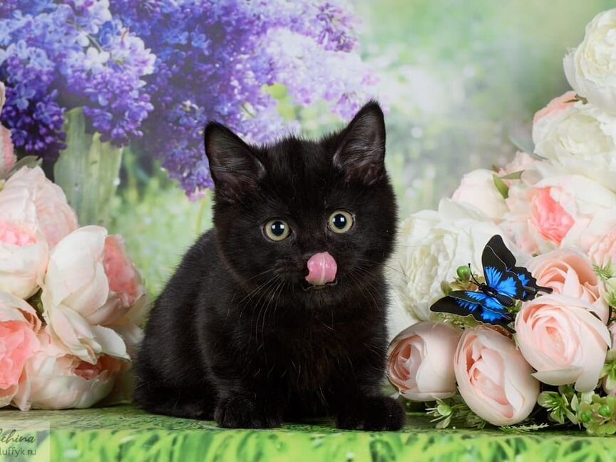 Котята породы манчкин