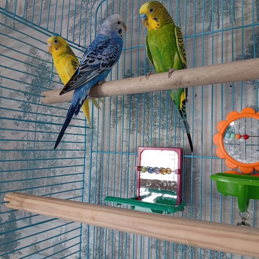 Волнистые попугаи с клеткой