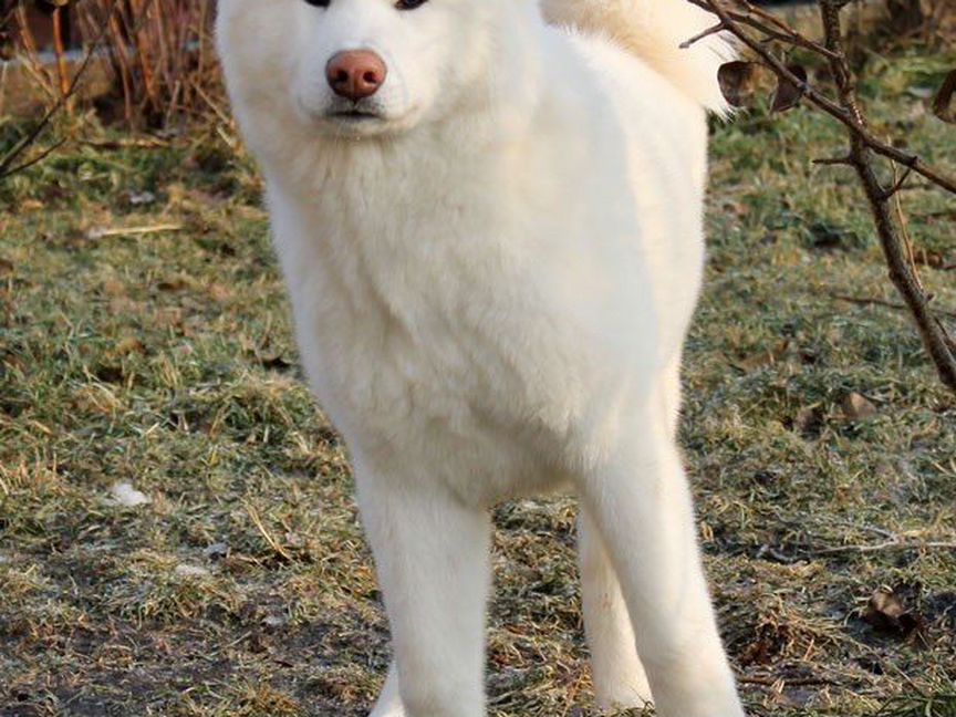 Собака