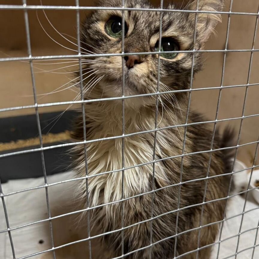 Прося кошка