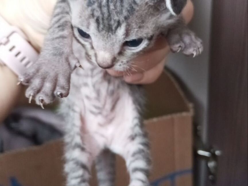 Котята сфинкс