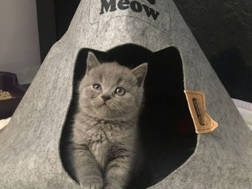 Шотландские голубые котята