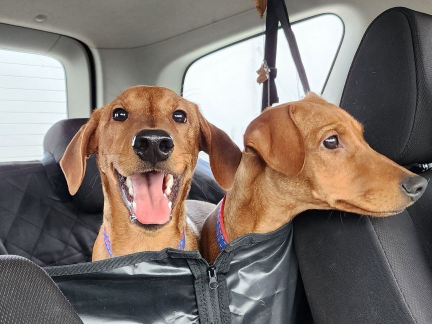 Немецкий пинчер щенки