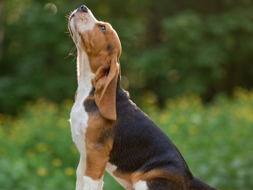 Щенок бигль мальчик