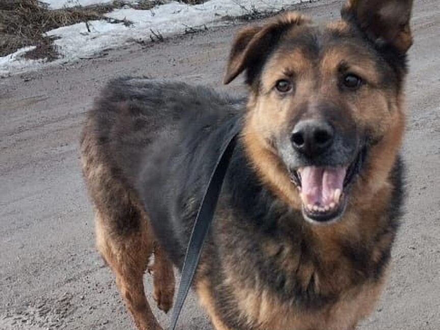 Граф в добрые руки