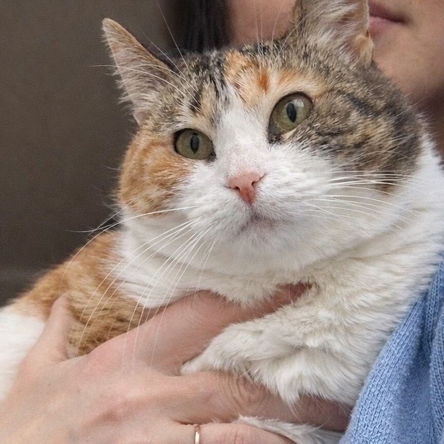 Европейская короткошёрстная, взрослая кошка