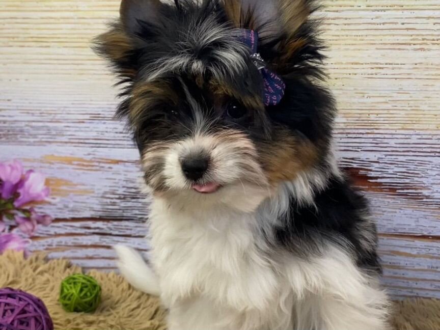 Бивер терьер джентельмен