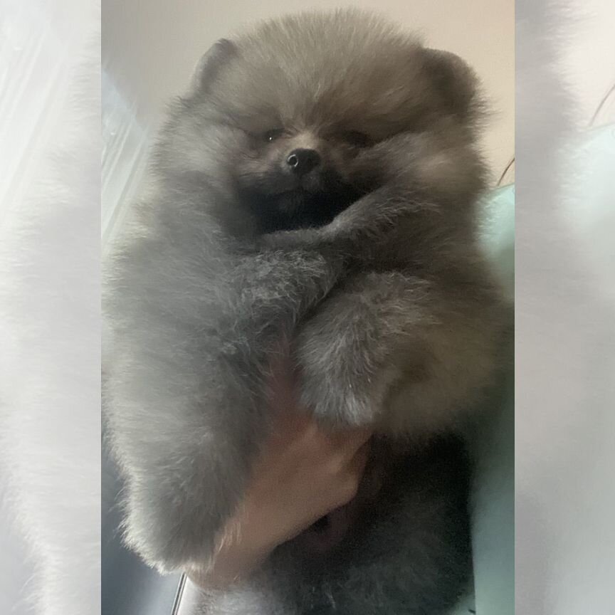 Померанский шпиц, щенок