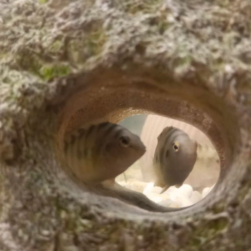 Рыбки Цихлиды