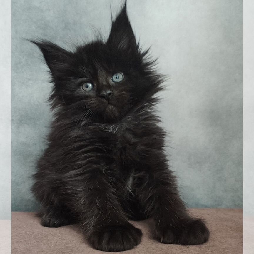 Мейн-кун котёнок