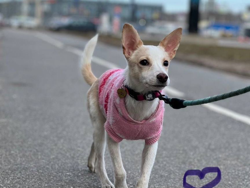 Отдам маленькую собаку в добрые руки