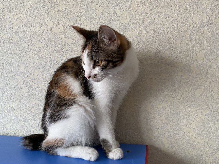 Курильский бобтейл котята