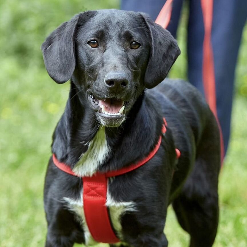 Щенок- девочка ищет любящую семью