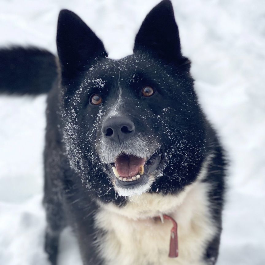 Взрослый пёс в добрые руки