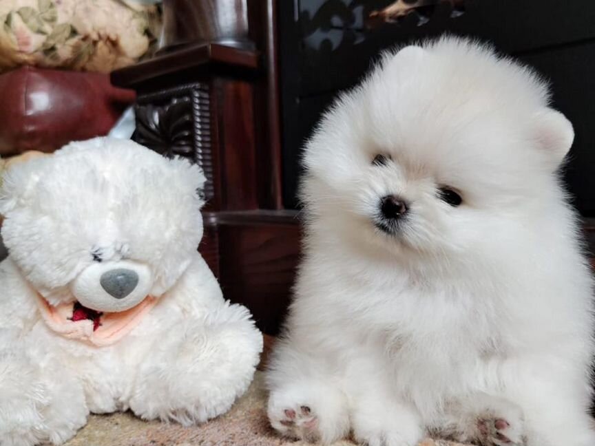 Померанский шпиц мини