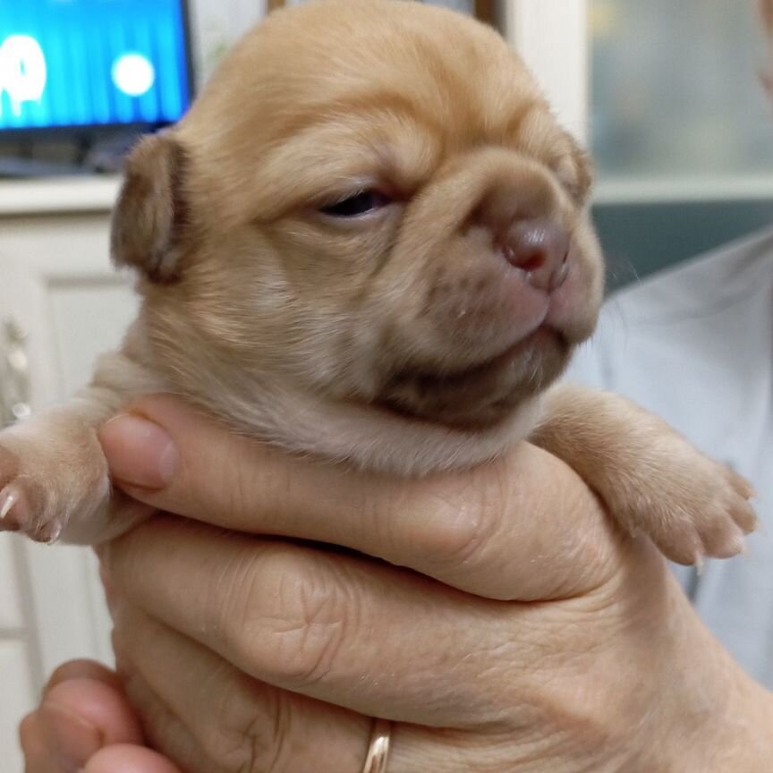 Чихуахуа, щенок