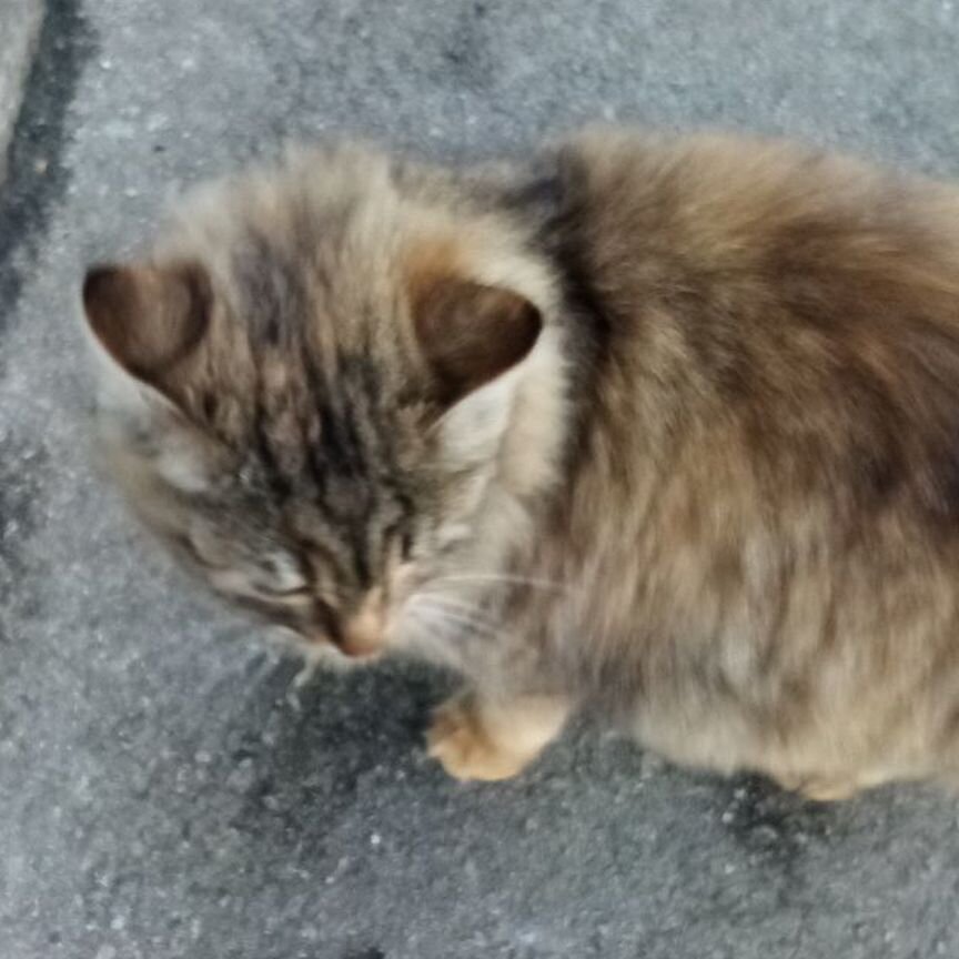 Потеряшки кошки