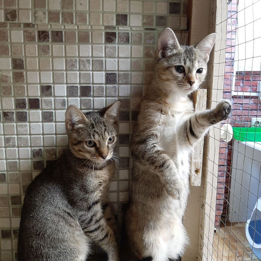 Котята в добрые руки бесплатно