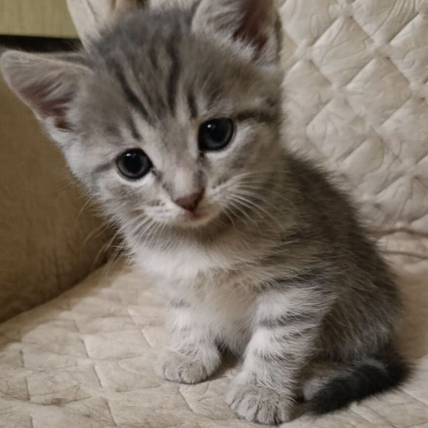 Шотландский вислоухий длинношёрстный котёнок