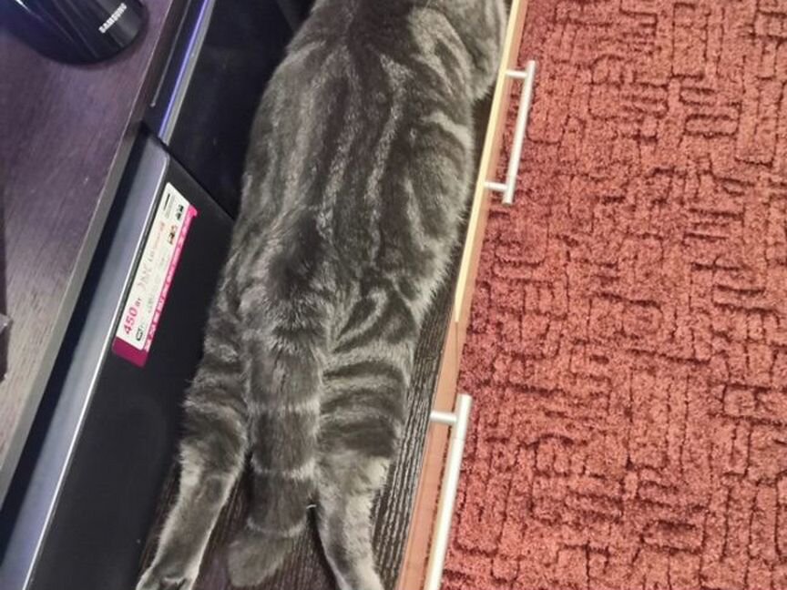 Кошки шотландцы бесплатно