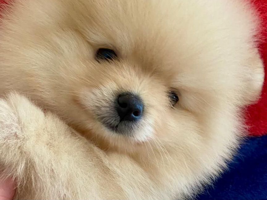 Померанские шпицы девочки