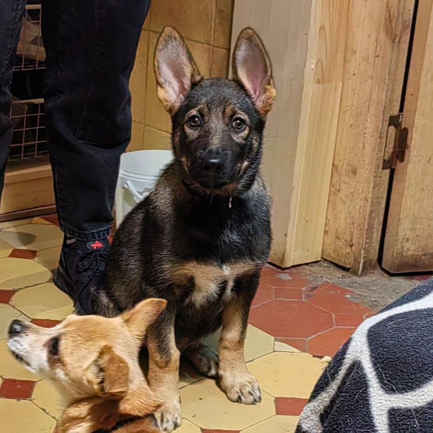 Ушастик в добрые руки