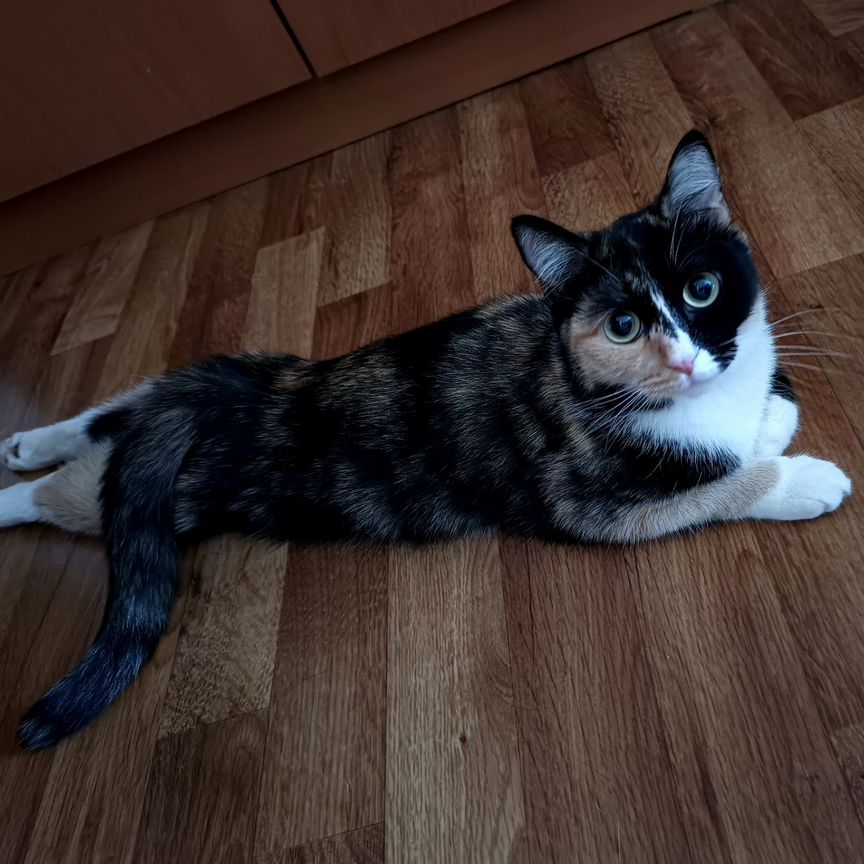 Взрослая, кошка в добрые руки