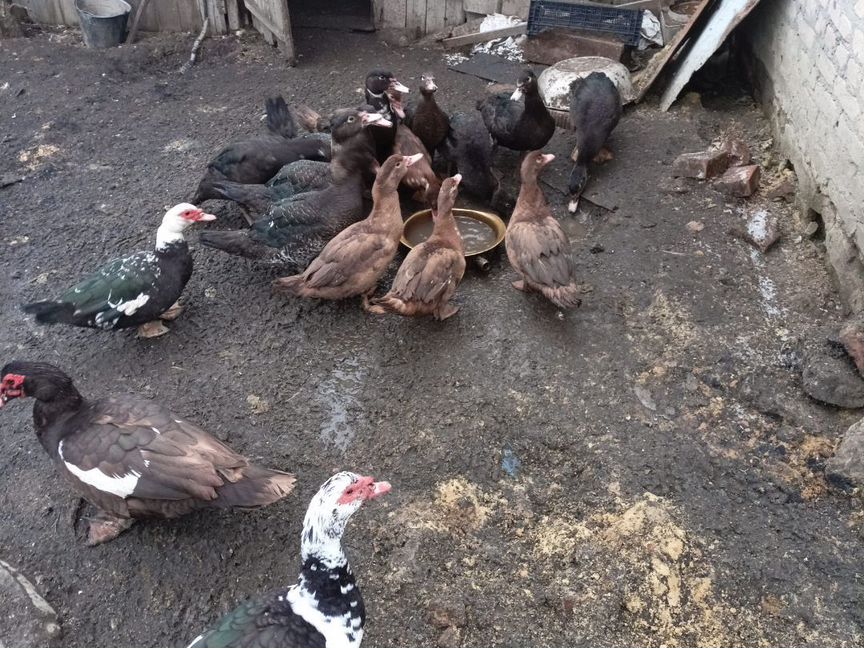 Мускусные утки