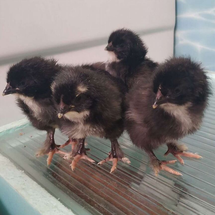 Цыплята Маран ч/м