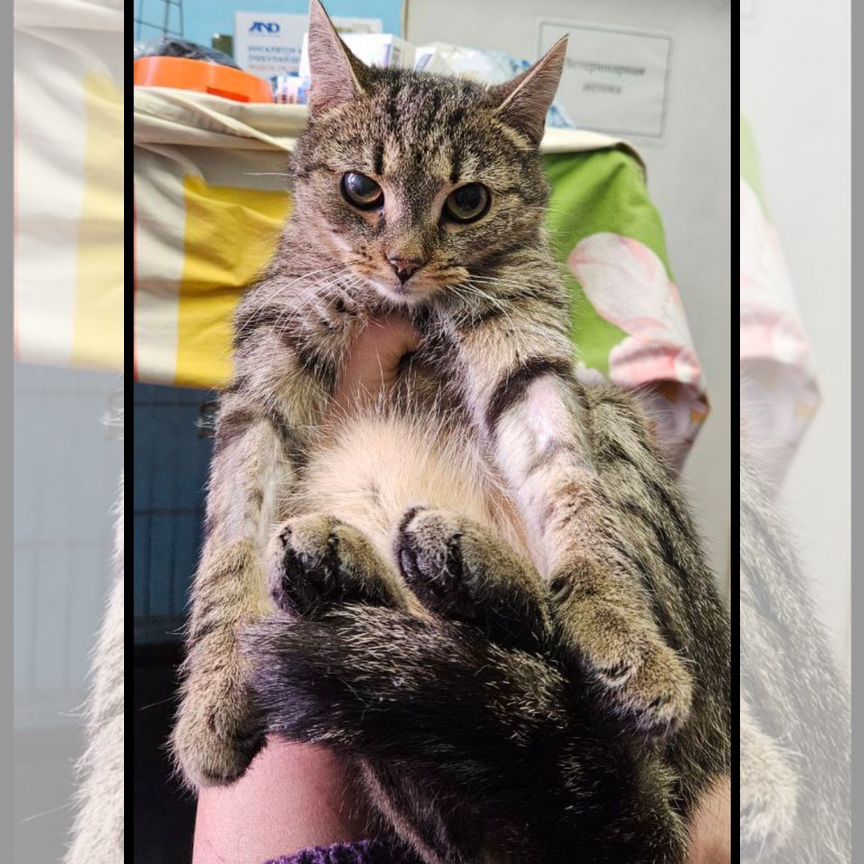 Взрослая кошка в добрые руки