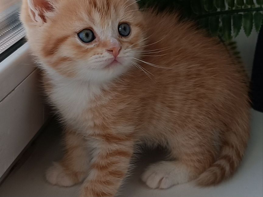 Котята