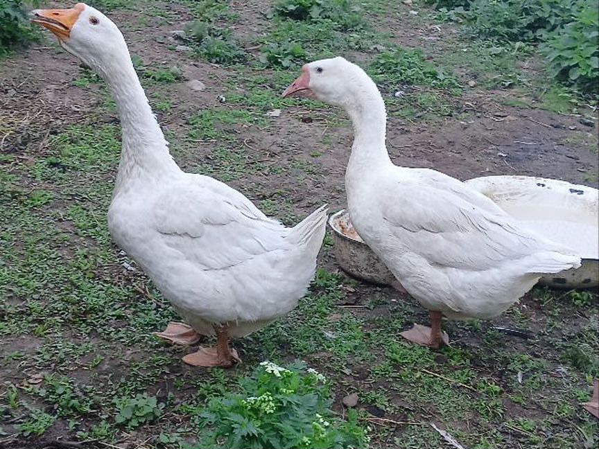 Продам семью гусей 9 мес