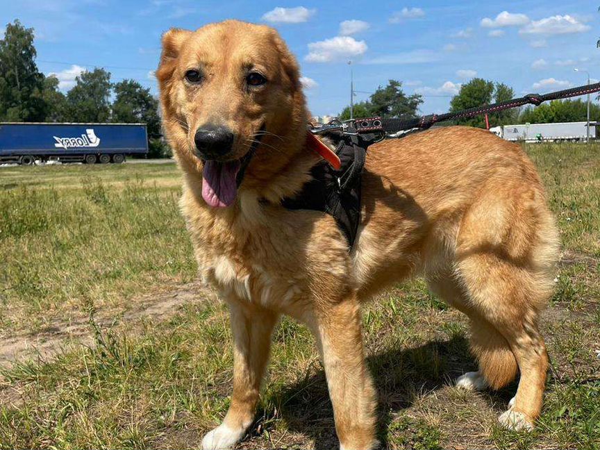 Собака в добрые руки