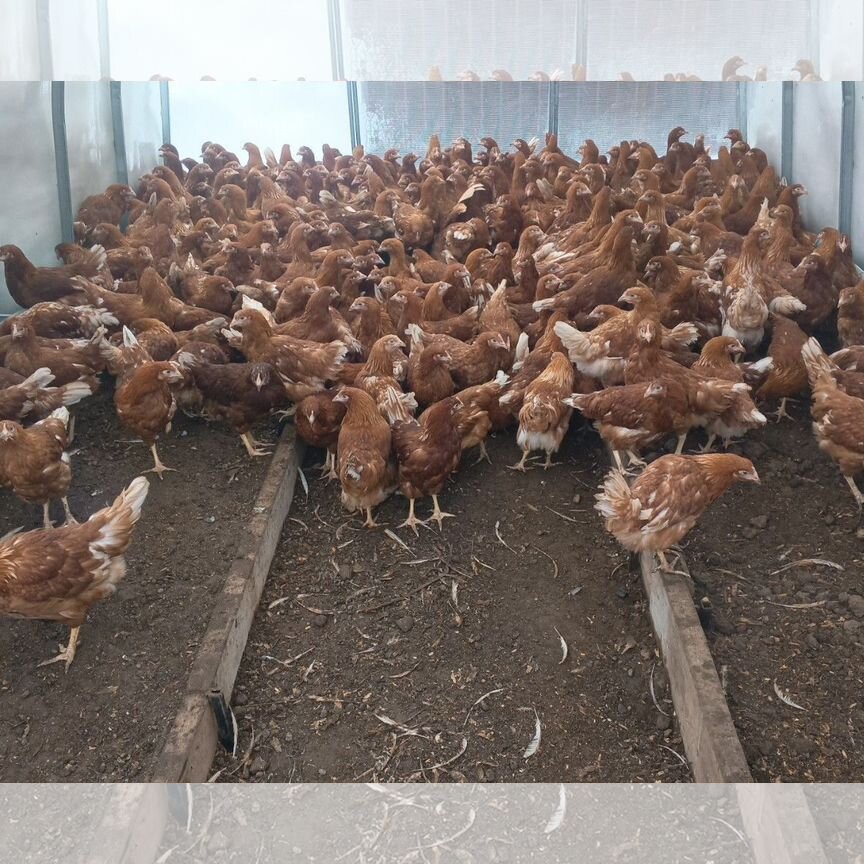 Куры молодки несушки