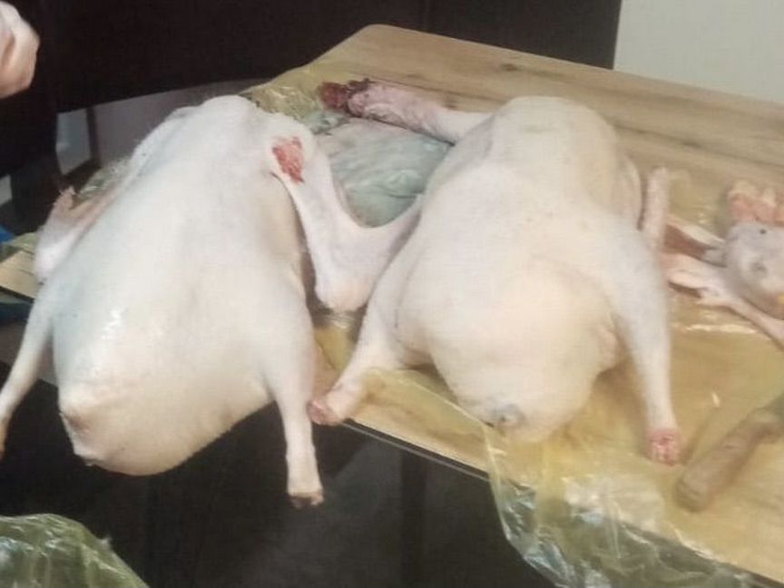 Гусь свежий