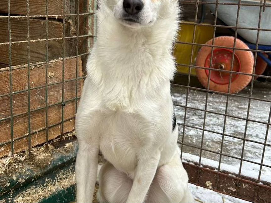 Собака нежная девочка Мальта мечтает о семье