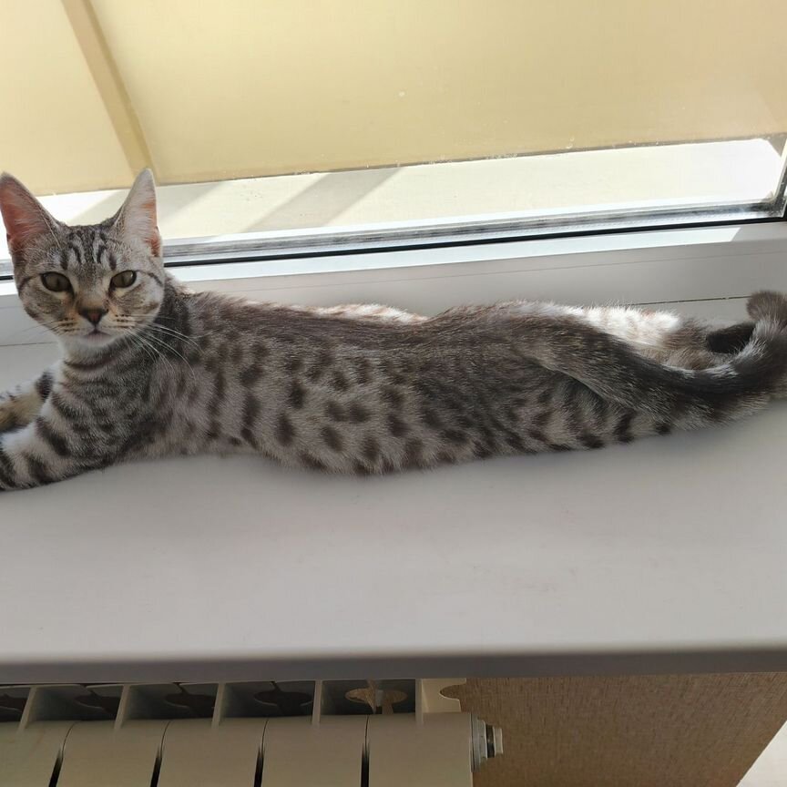 Котенок мальчик бесплатно