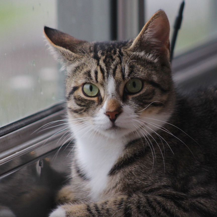 Мандарин котёнок