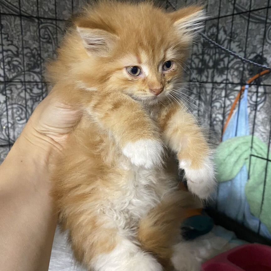 Пушистый котёнок