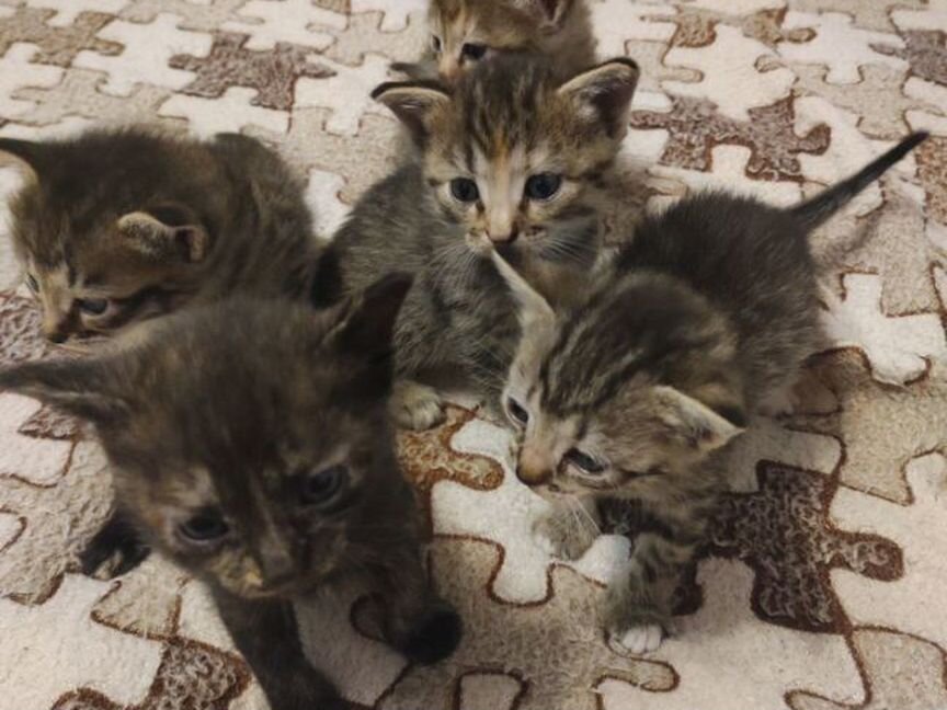 Отдам в добрые руки котят, 4 девочки, один кот