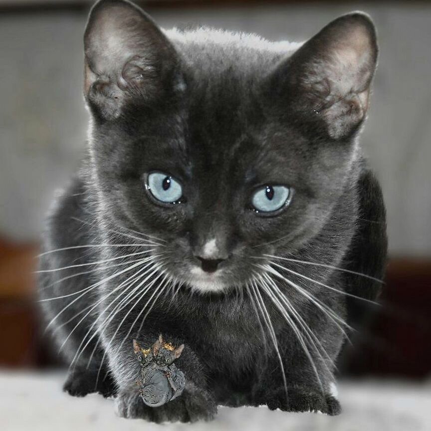 Канадский сфинкс котёнок