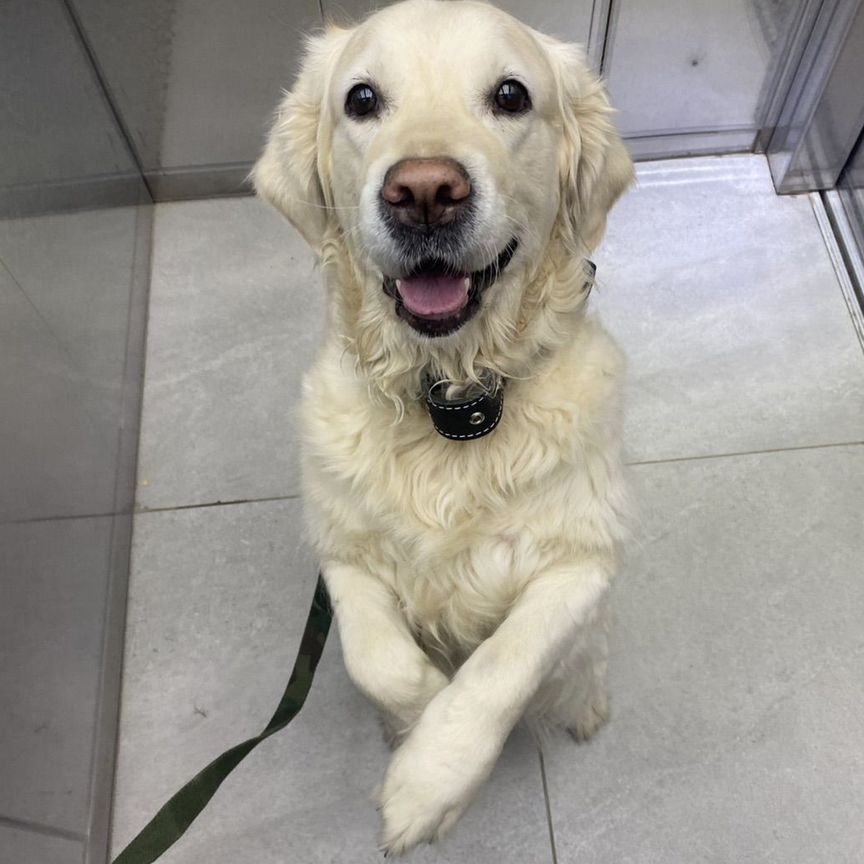 Золотистый ретривер, взрослая собака